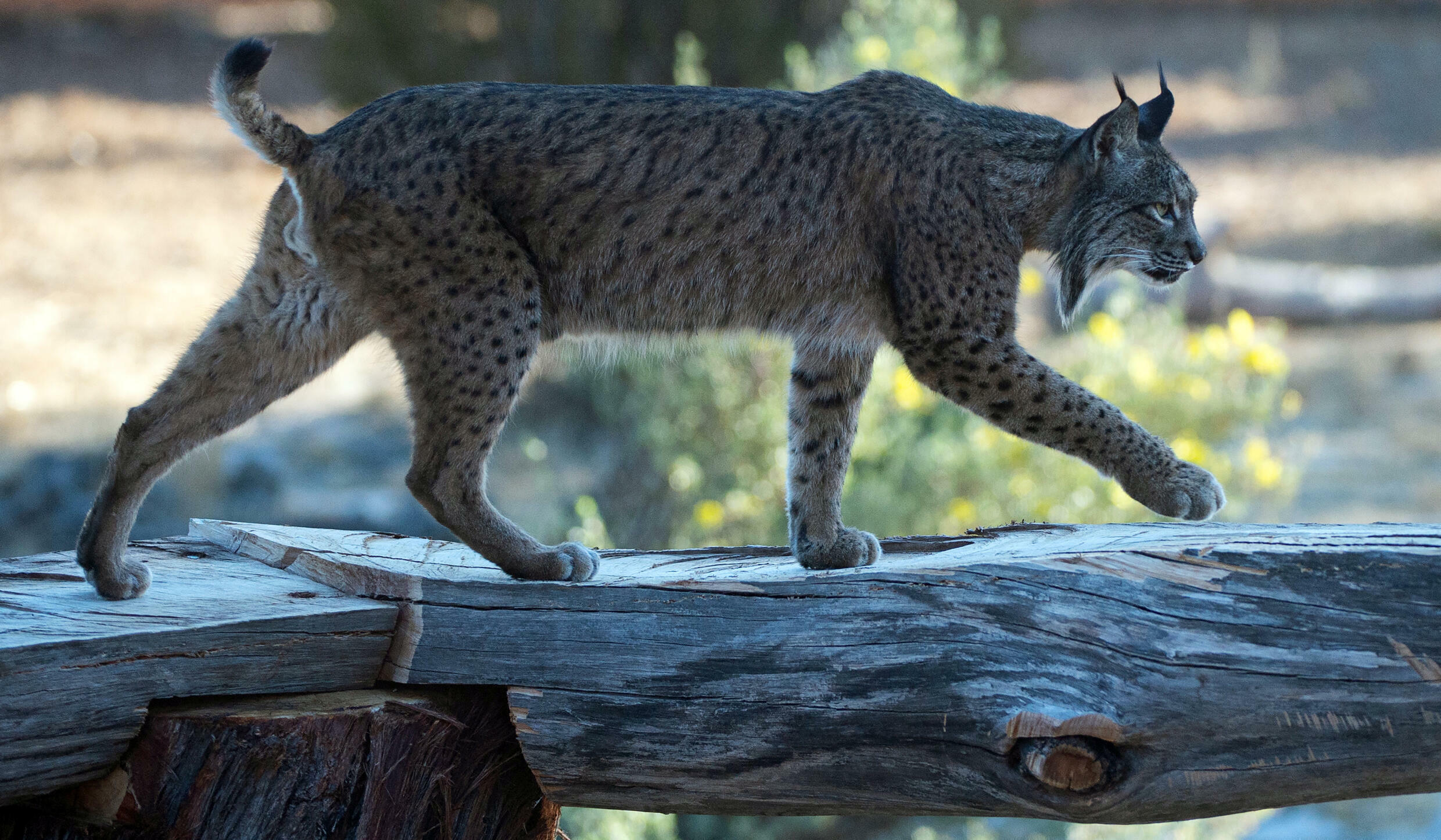 La cría en cautiverio del lince ibérico, al rescate de la amenazada ...