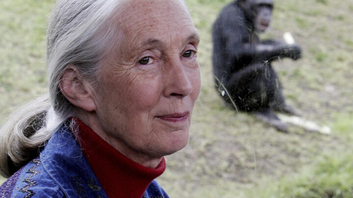 Jane Goodall “revolucionó la definición de los chimpancés y redefinió ...