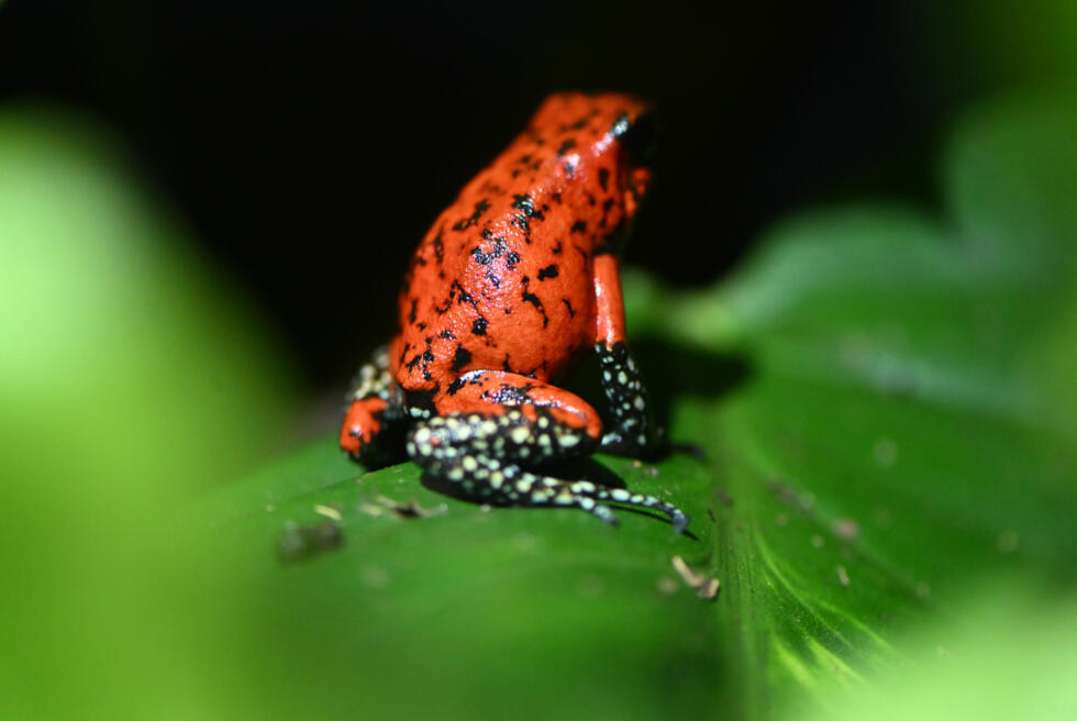 Lab-grown frogs: a Colombian's response to wildlife trafficking
