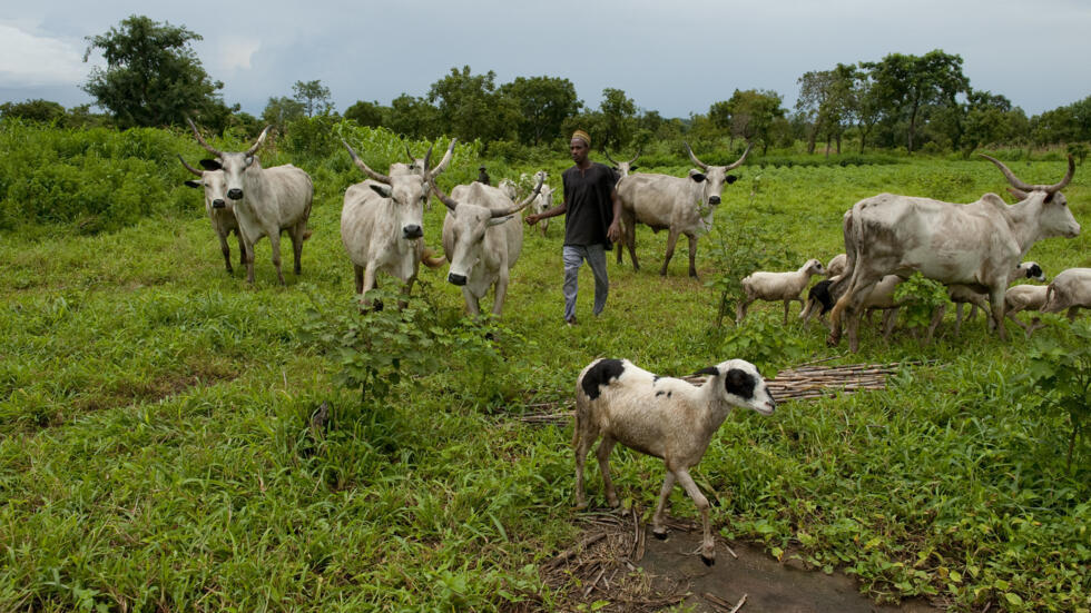 Le pâturage libre interdit dans une dizaine d'États du sud du Nigeria