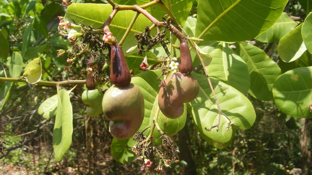Le Vietnam prêt à transformer l'anacarde en Côte d'Ivoire - Chronique ...