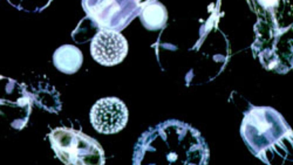 1. A quoi sert le plancton ? - Autour de la question, le magazine de ...