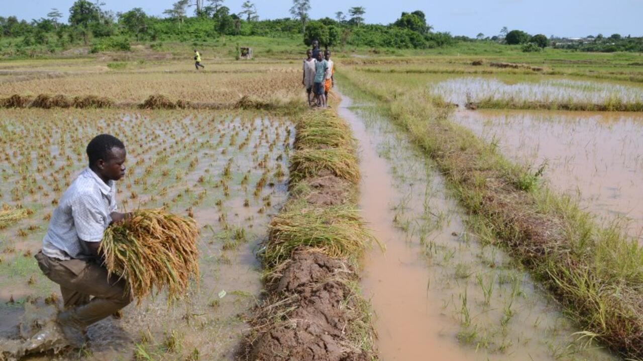 Riz: production record en Afrique - Chronique des matières premières