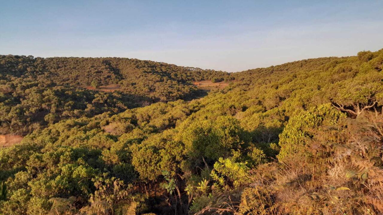 À Madagascar, un programme de conservation pour protéger la forêt de ...