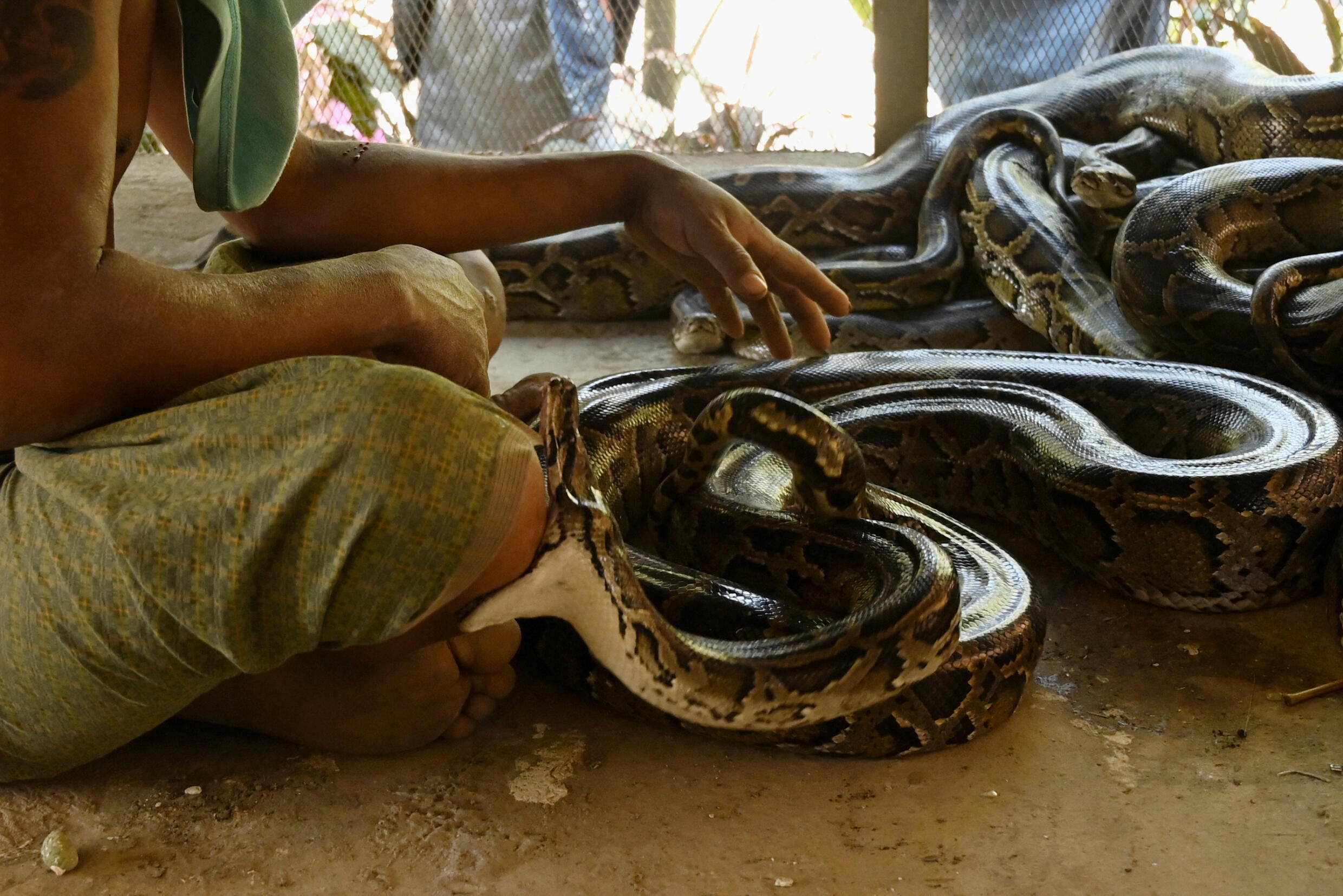 Pythons on your porch? Call Myanmar's 'Snake Princess'