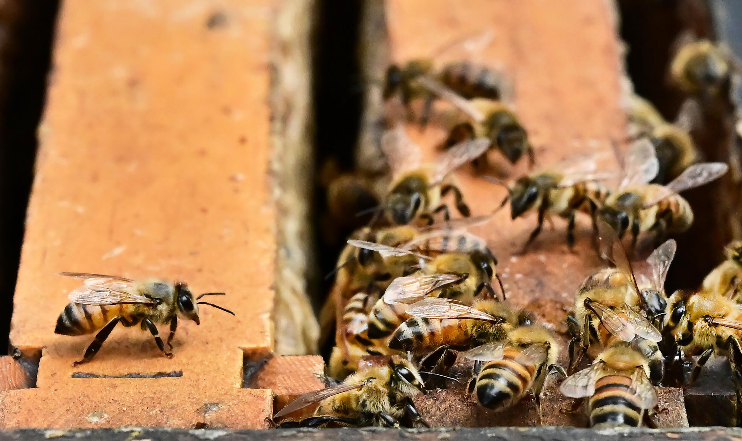 California's honey bees await the famous sunshine