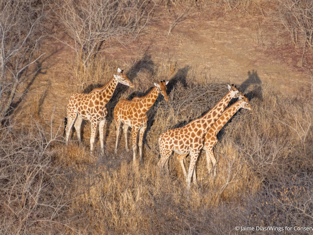 Wildlife In The Sahel