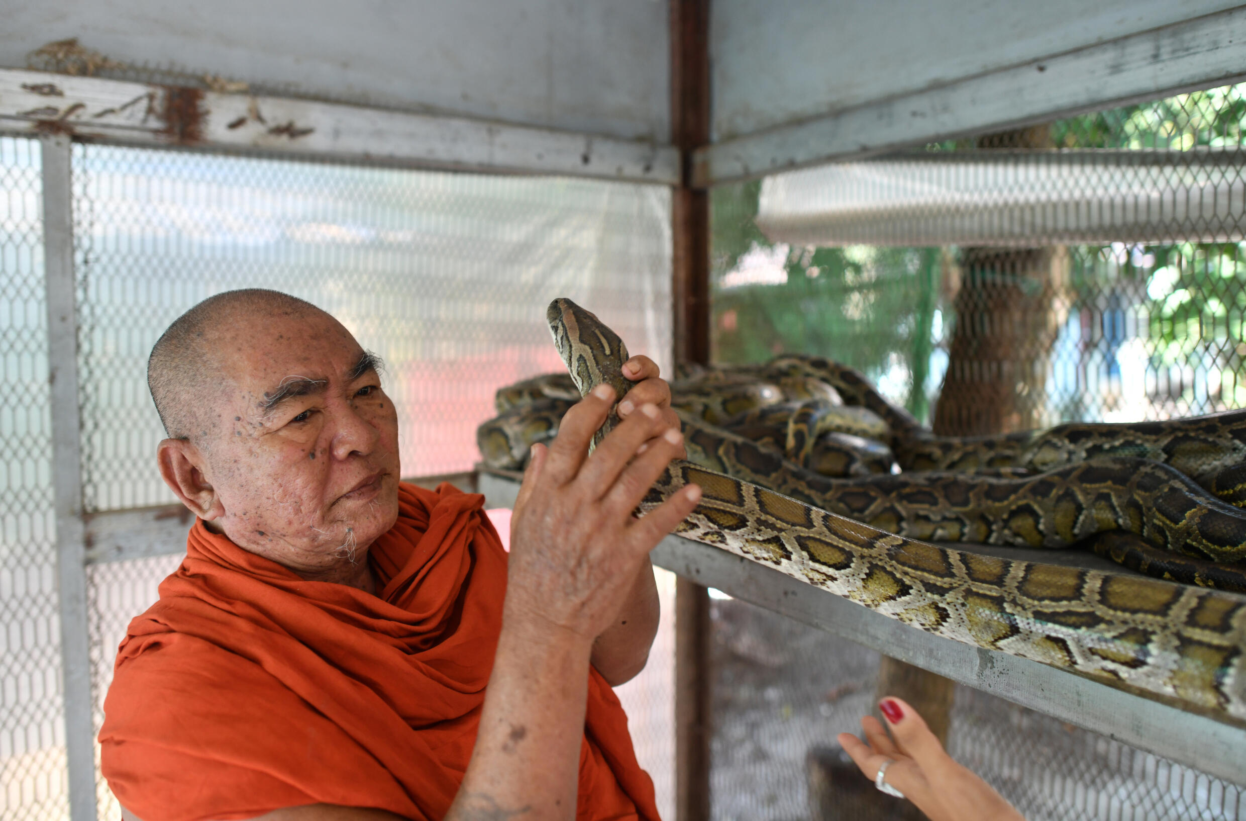 Pythons on your porch? Call Myanmar's 'Snake Princess'