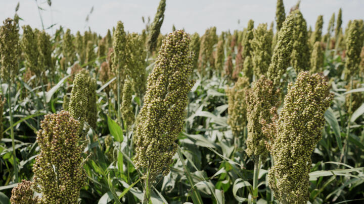 La culture du sorgho en plein essor en Afrique - Afrique économie