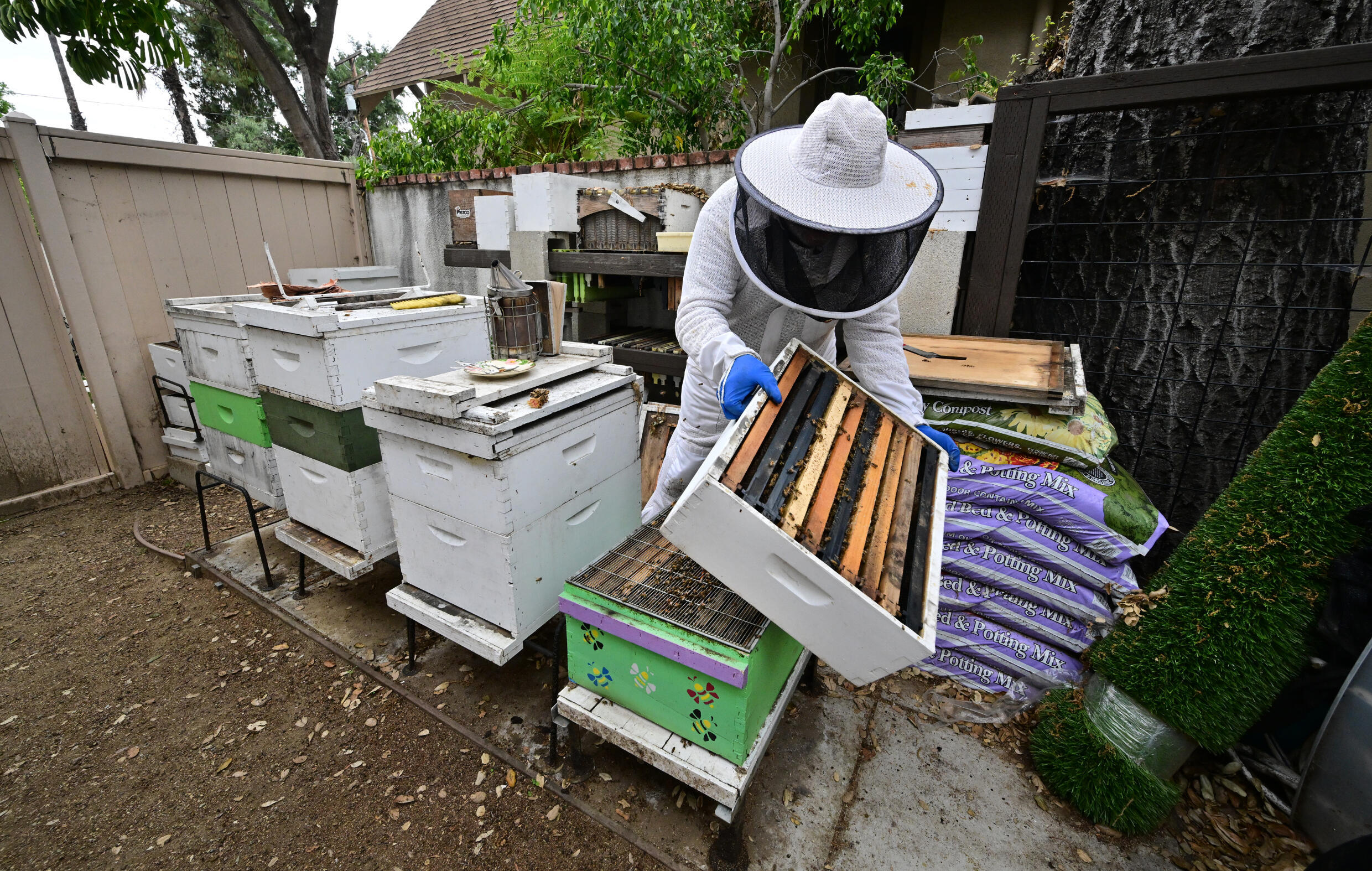 California's honey bees await the famous sunshine