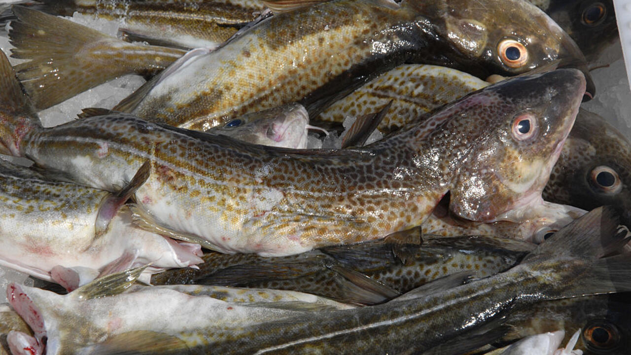 Pêche: quotas encore restreints pour le cabillaud en mer Baltique en 2021