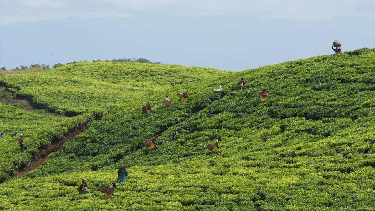 L'agriculture au Rwanda - Afrique économie