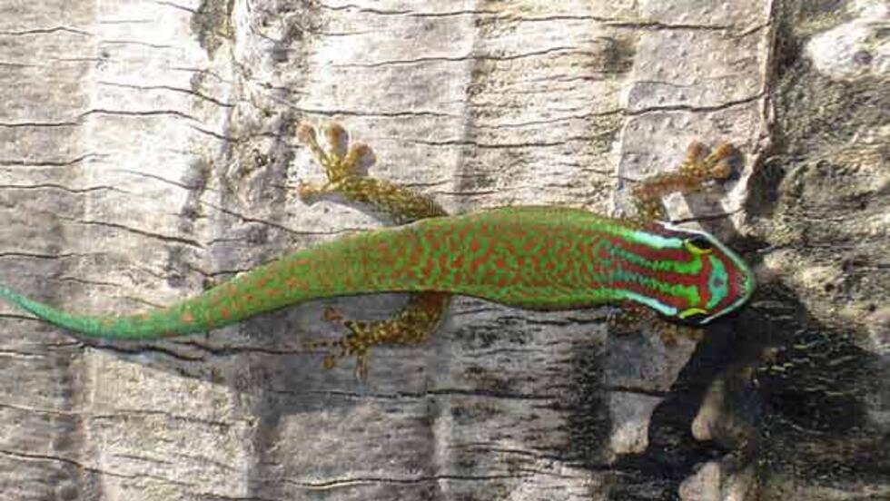 Faune réunionnaise : quelque 165 espèces menacées