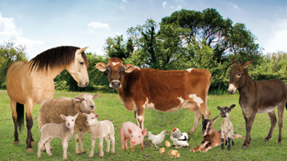 Comment évaluer le bien-être animal ? - Autour de la question, le ...