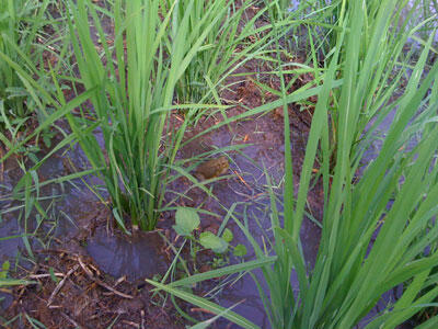 Le Projet Riz Pluvial (PRP) au Burkina Faso - Le coq chante