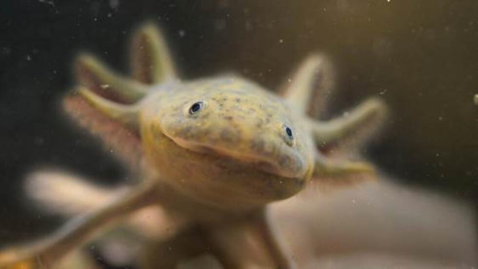 Los maravillosos genes del ajolote mexicano, en peligro de extinción ...