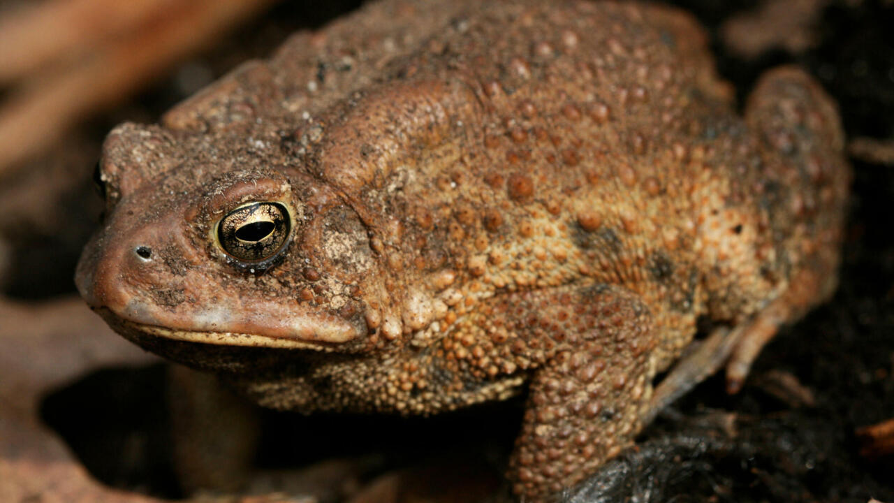 Madagascar: la prolifération du crapaud asiatique met en danger l ...