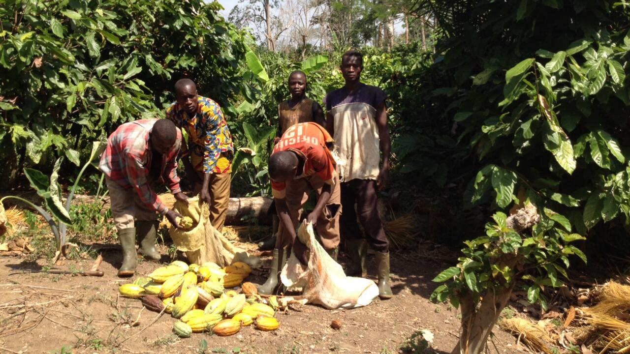 Le cacao doit-il se méfier du «démon» de la surproduction? - Chronique ...