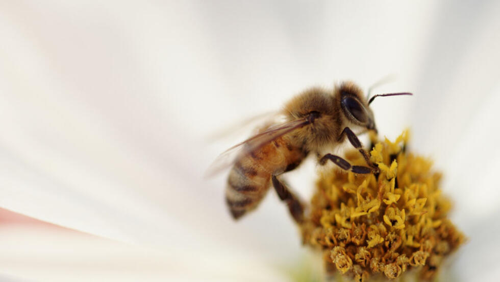 La disparition des abeilles : un phénomène qui inquiète