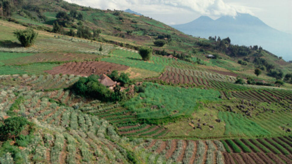 Augmentation de la culture du pyrèthre au Rwanda - Afrique économie