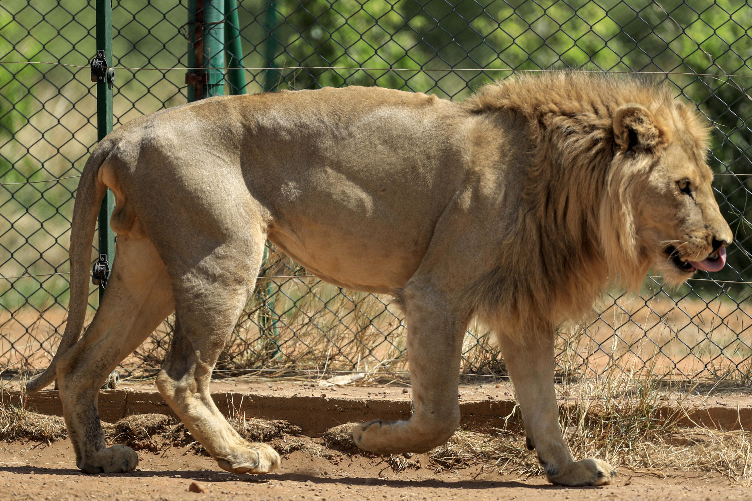 Once-starving lions roar back to life in Sudan sanctuary