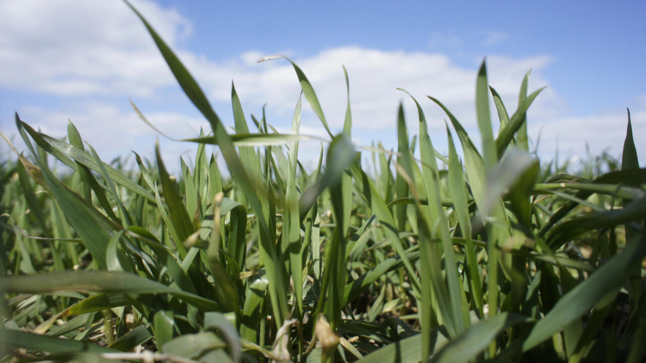 Maïs : le Mali prend des parts de marché à l'Ukraine - Chronique des ...