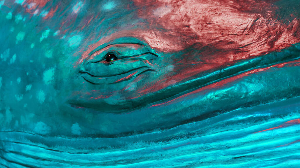 La chasse à la baleine, histoire d’une surexploitation mondiale - RFI