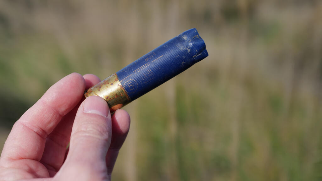 Birds in France still ingesting toxic lead pellets 20 years after ban