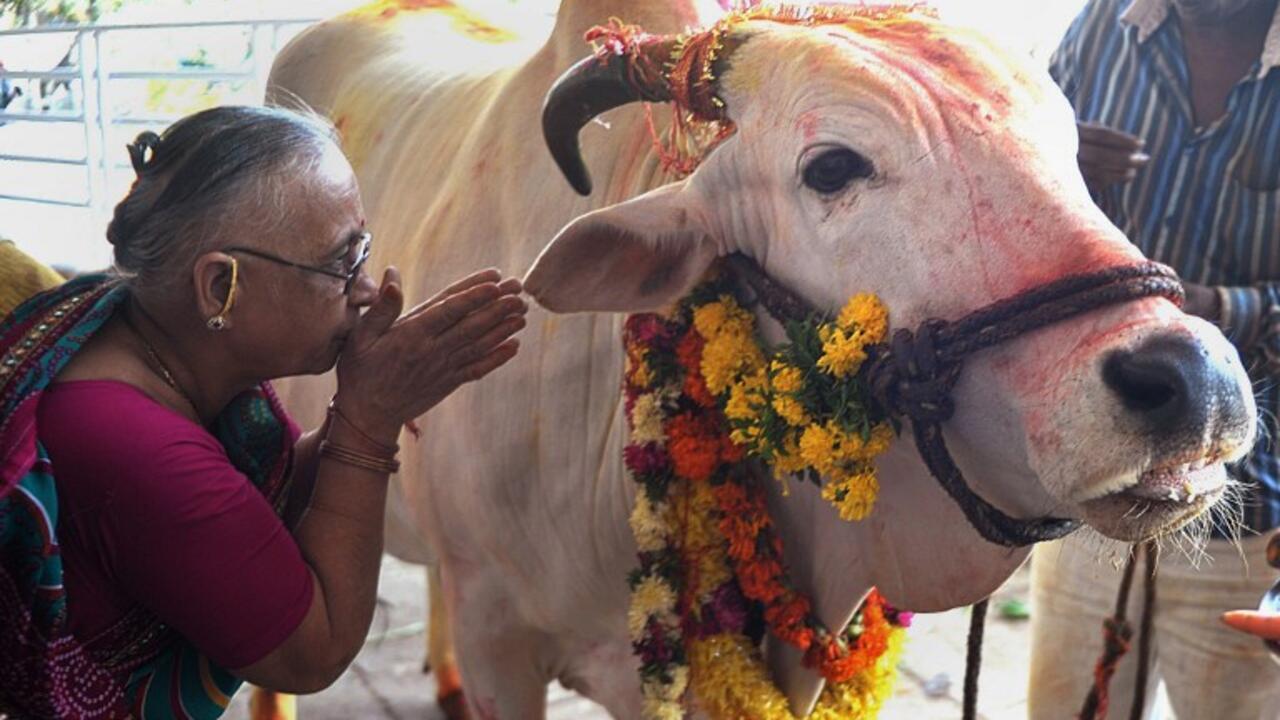 En Inde, la protection des vaches sacrées coûte cher aux éleveurs