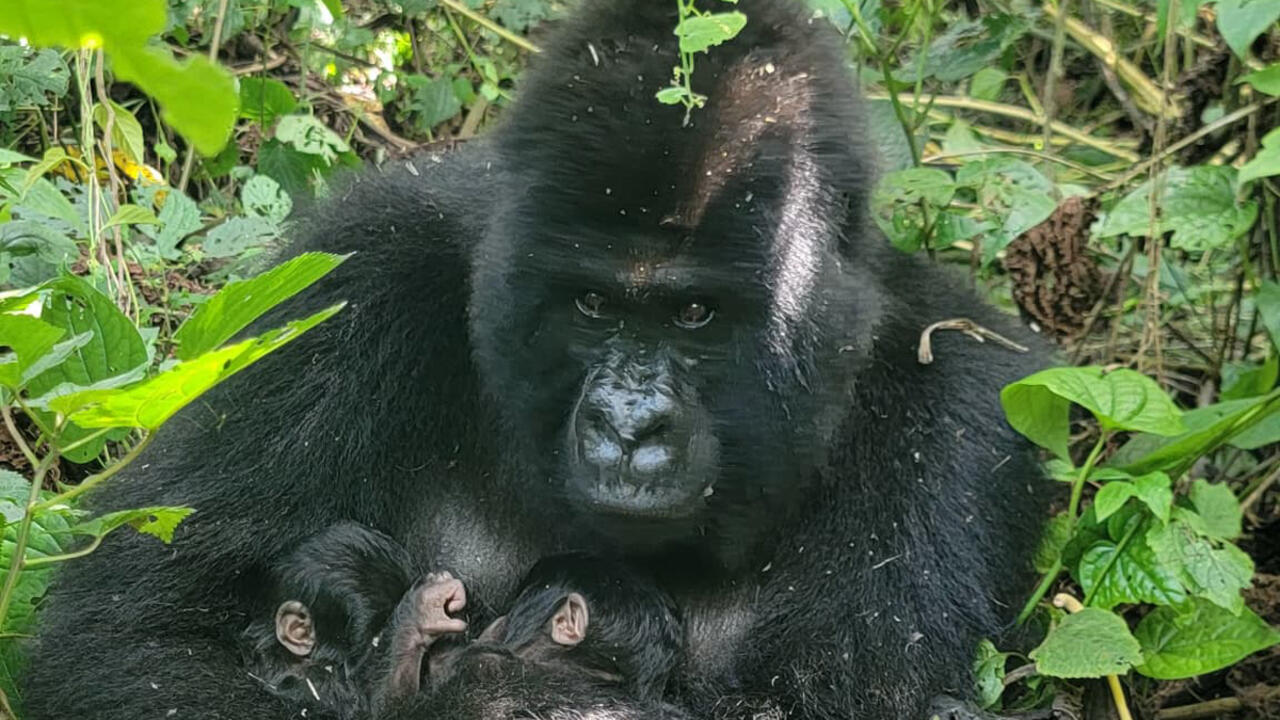 Rare gorilla twins born in conflict-hit DR Congo nature park