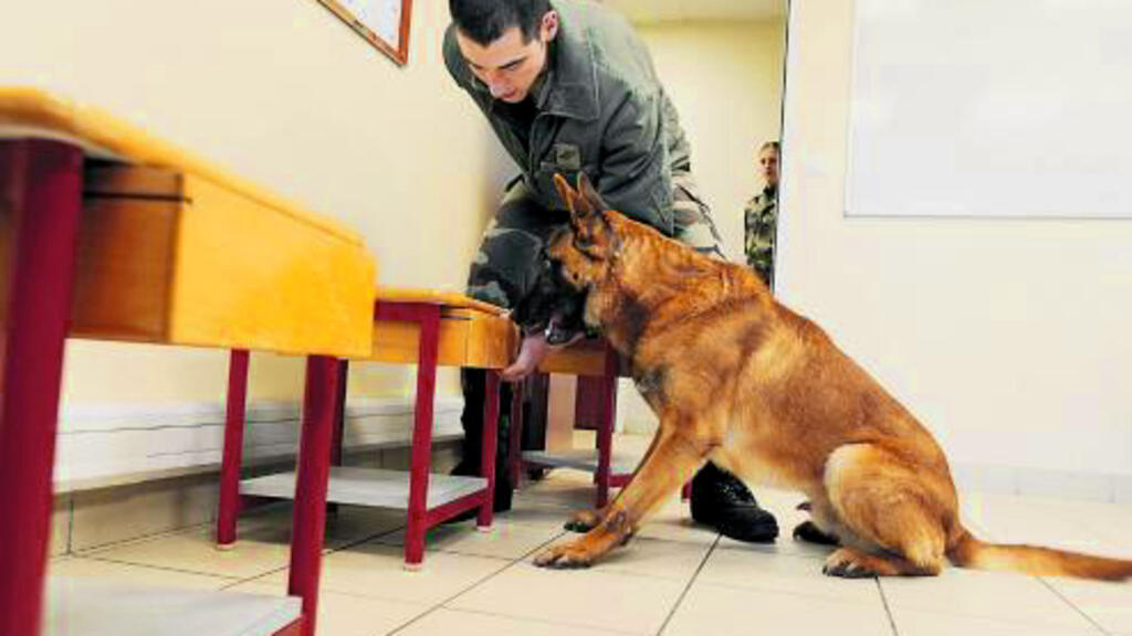 Des chiens renifleurs capables de détecter le cancer de la prostate ...