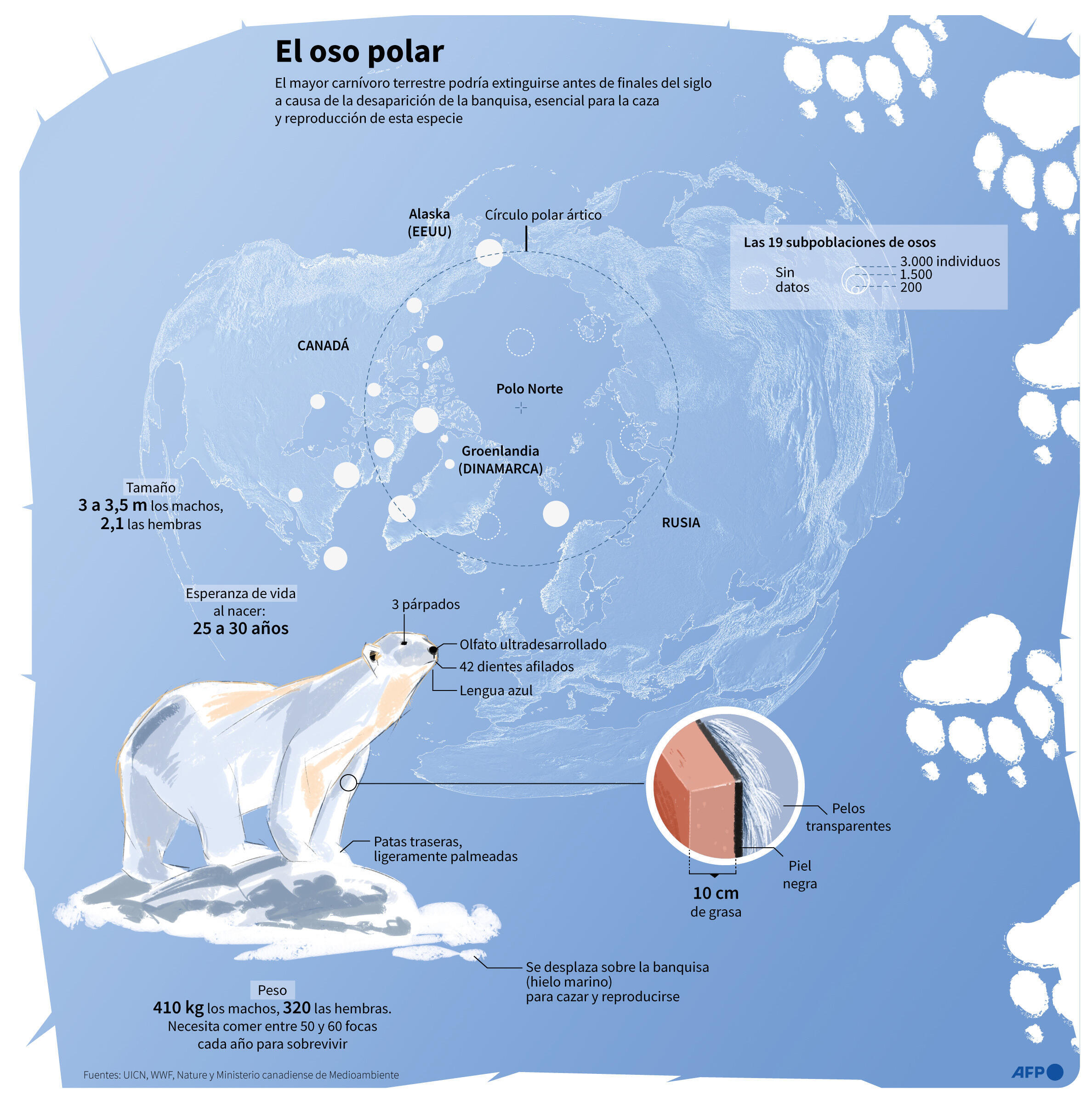 Un estudio advierte de la desaparición de los osos polares en la Bahía de Hudson a causa del calor