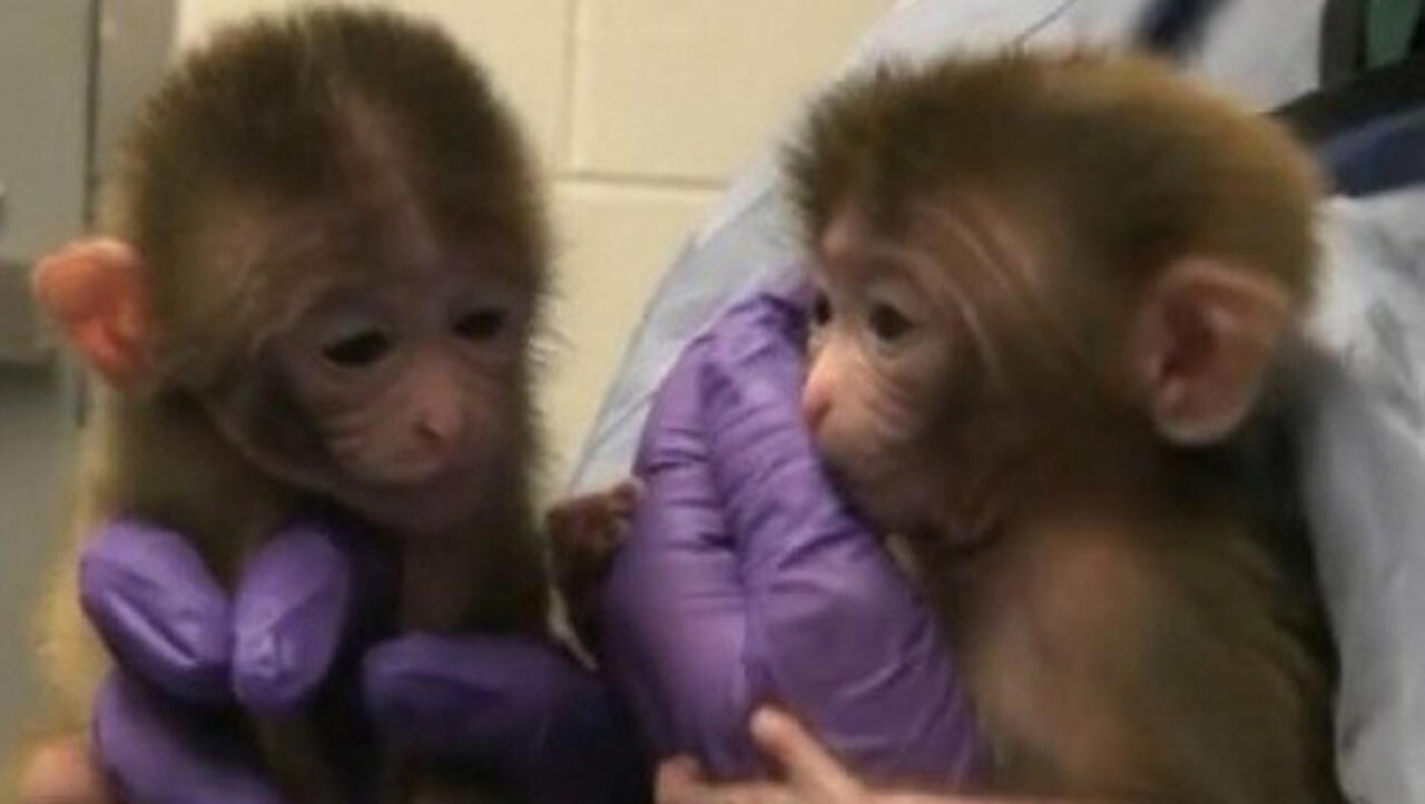 Científicos crean los primeros monos quiméricos
