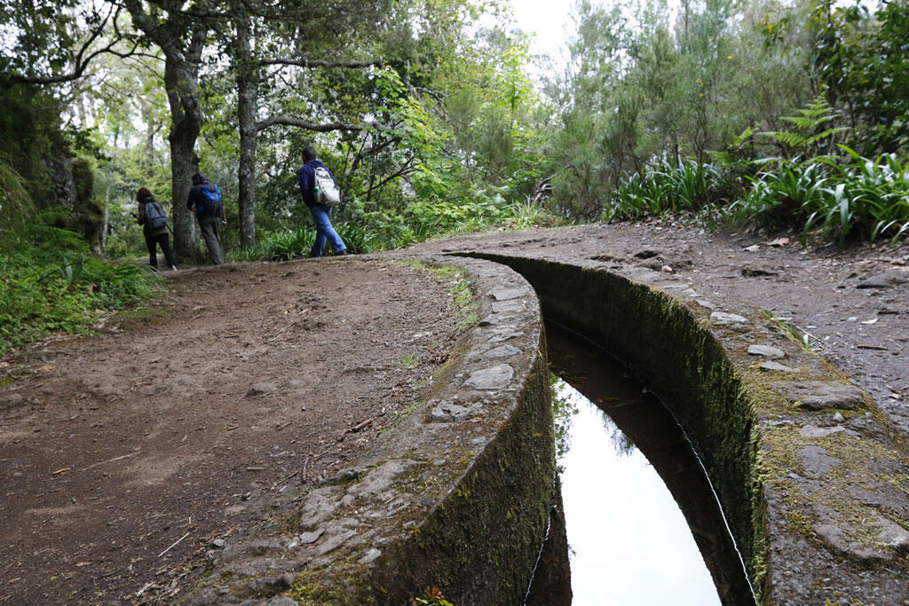 Madère, une forêt primaire en péril - Accents d'Europe