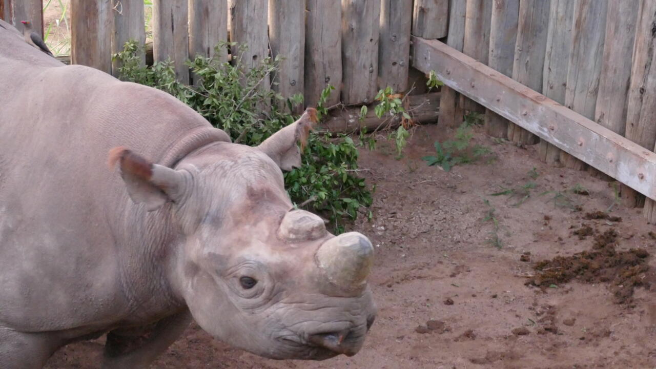 Réintroduire les rhinocéros en Afrique du Sud: Amos, le protecteur de ...
