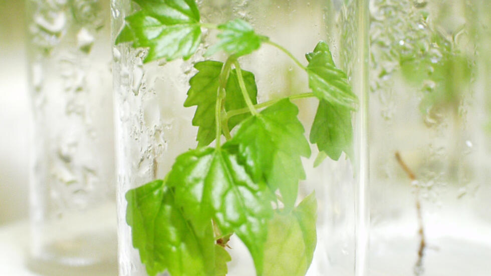 La multiplication végétative au Congo - Chronique agriculture et pêche