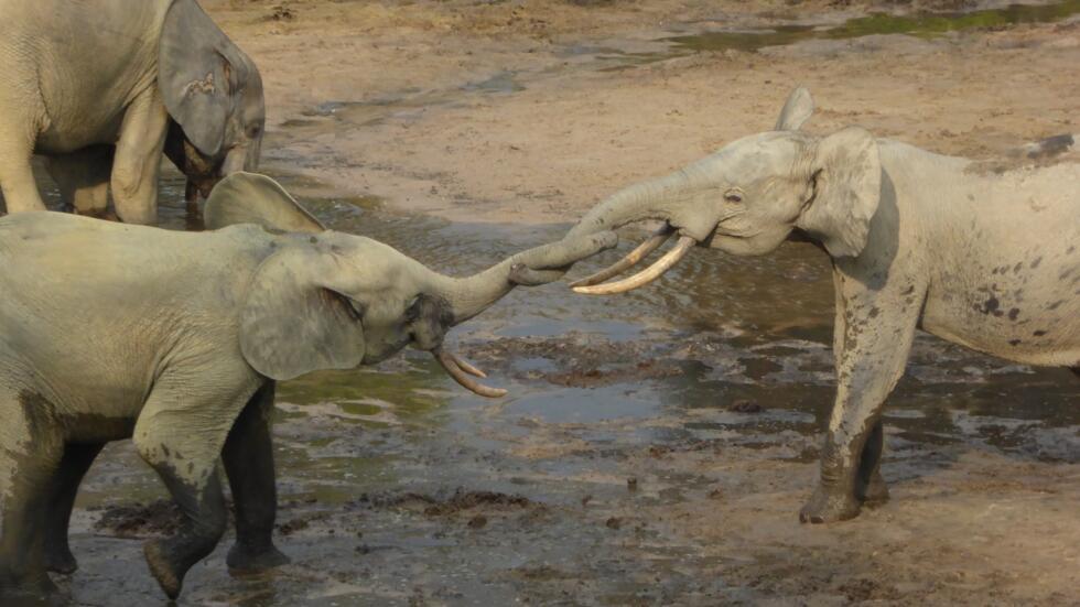 Endangered elephants ‘eavesdrop’ on poachers in Republic of the Congo