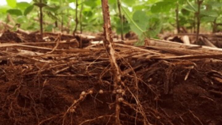 Rhizobium: las maravillosas bacterias fijadoras de nitrógeno - Mundo ...