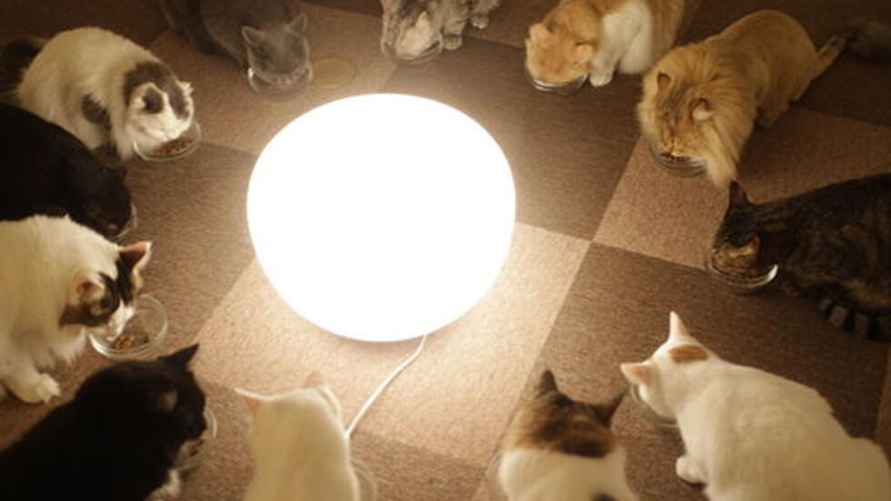 Un Café des chats pour lutter contre le stress - Accents d'Europe