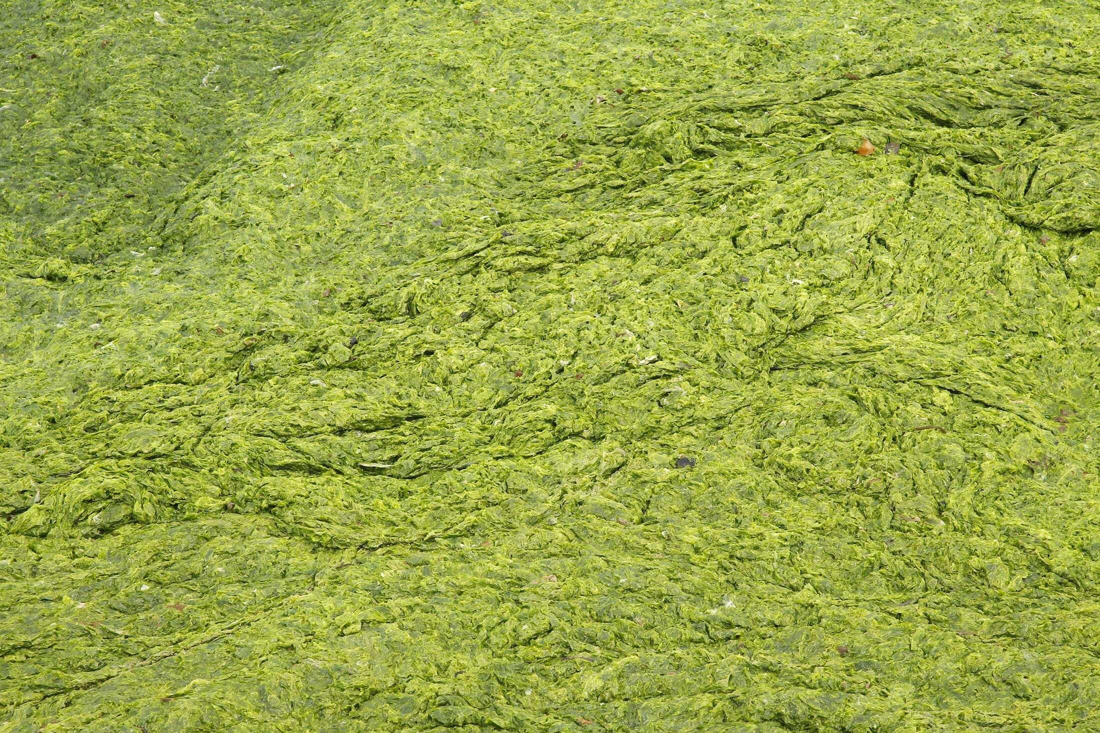 Les algues vertes - Reportage France